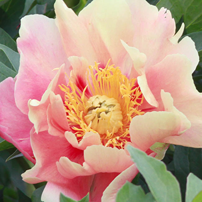 Paeonia 'Julia Rose' (Itoh Peony)
