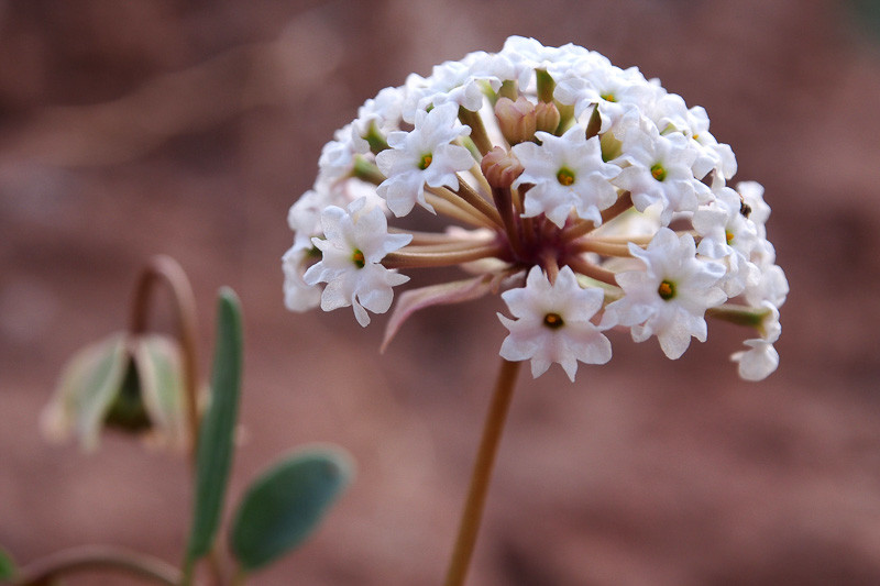 Abronia fragrans (Fragrant Sand Verbena)