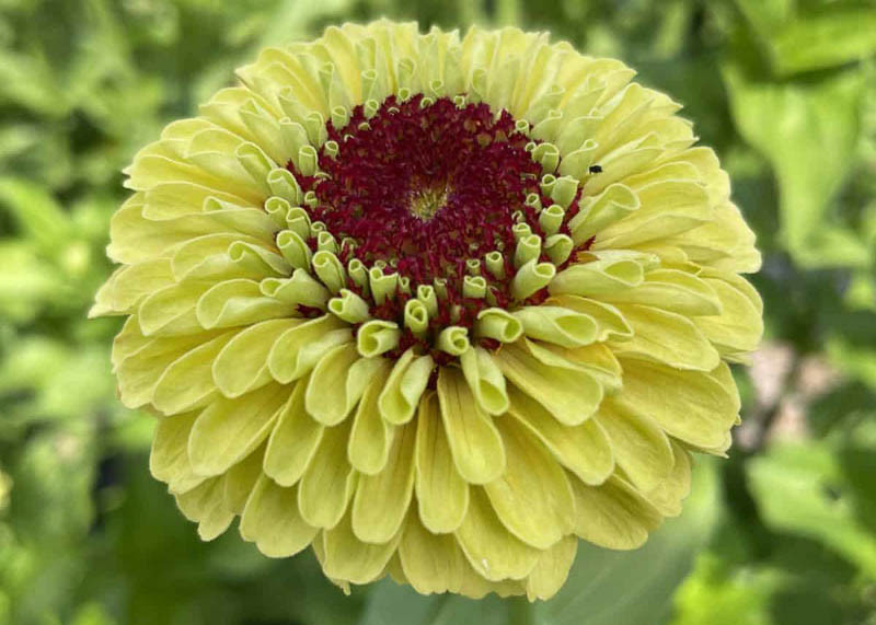 Zinnia elegans 'Queeny Lemon Peach'