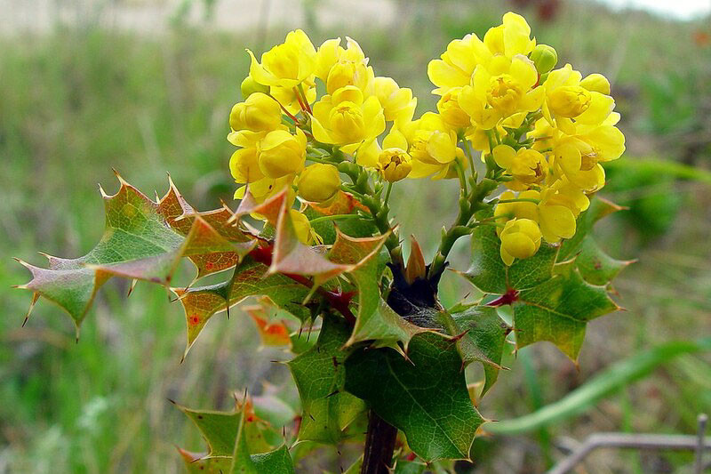 Berberis pinnata (California Barberry)