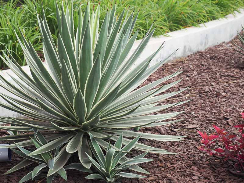 Yucca gloriosa 'Variegata' (Spanish Dagger)