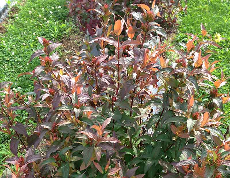 Diervilla Kodiak® Red (Bush Honeysuckle)