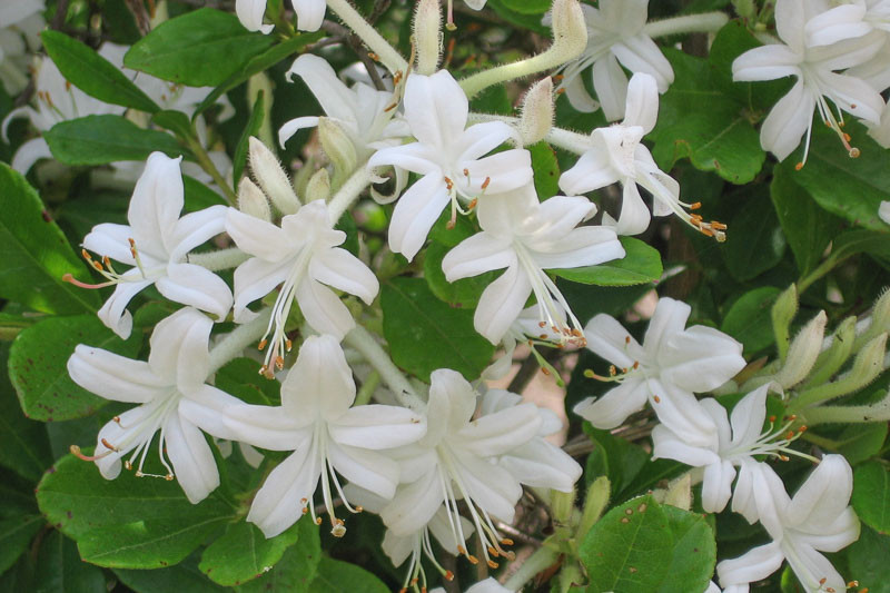 Rhododendron viscosum (Swamp Azalea)