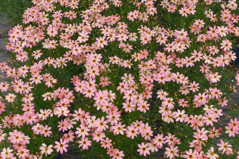 Coreopsis 'Shades of Rose' (Tickseed)