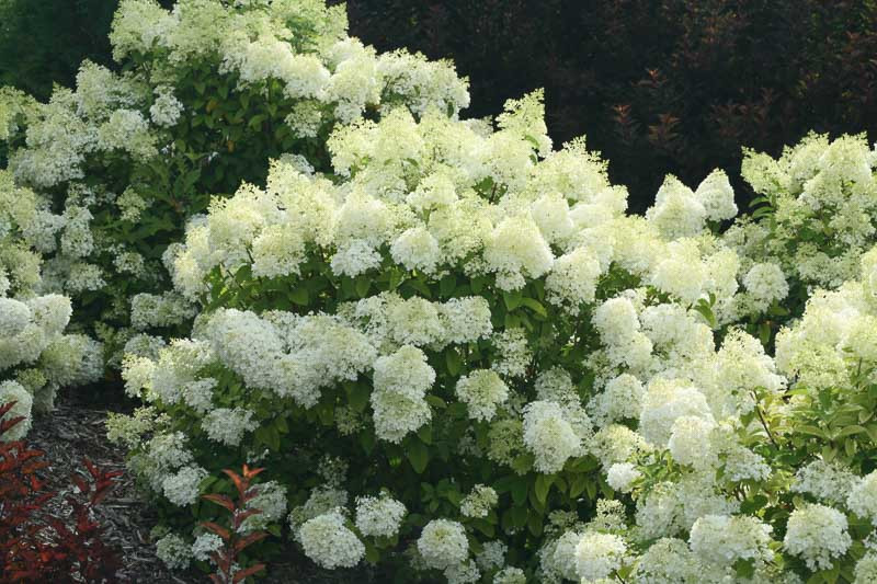 Hydrangea paniculata Bobo®