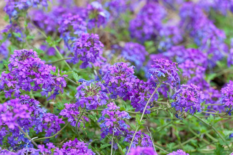 Glandularia canadensis (Rose Vervain)