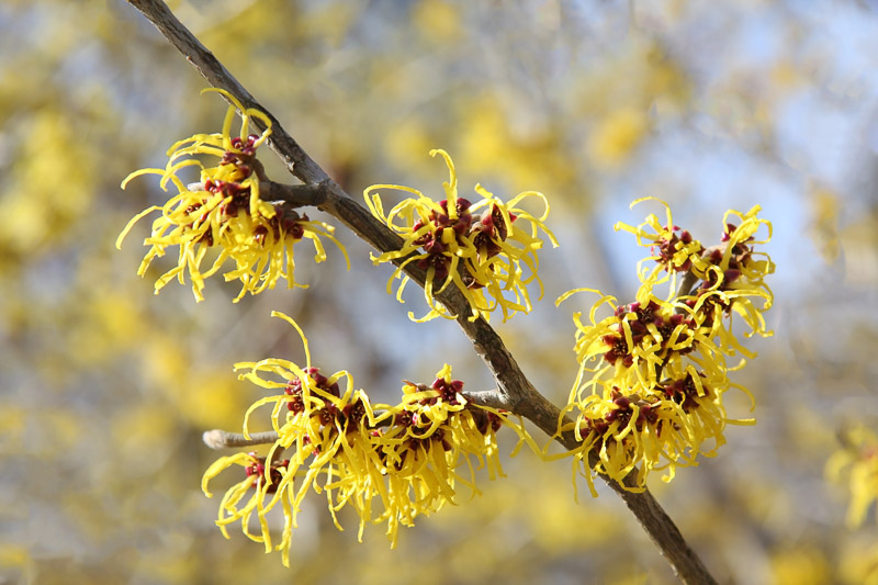 Hamamelis mollis (Chinese Witch Hazel)