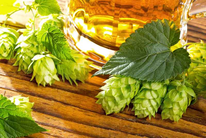 Humulus lupulus 'Willamette' (Common Hop)