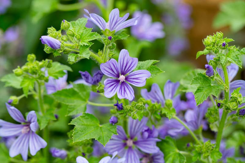 Malva sylvestris var. mauritiana 'Primley Blue' (French Mallow)