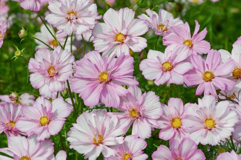 Cosmos bipinnatus 'Cosimo Collarette'