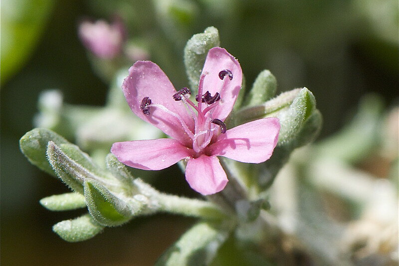 Frankenia salina (Alkali Heath)
