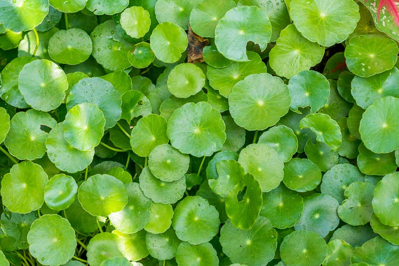 Hydrocotyle umbellata (Marsh Pennywort)
