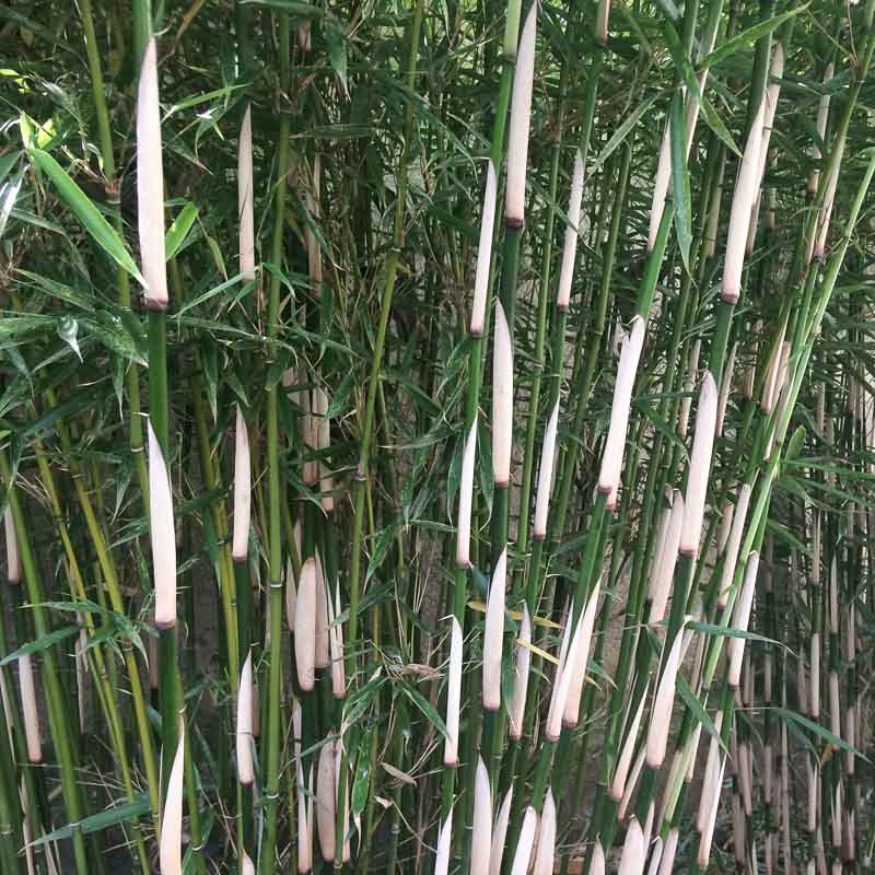 Fargesia robusta 'Campbell' (Bamboo)