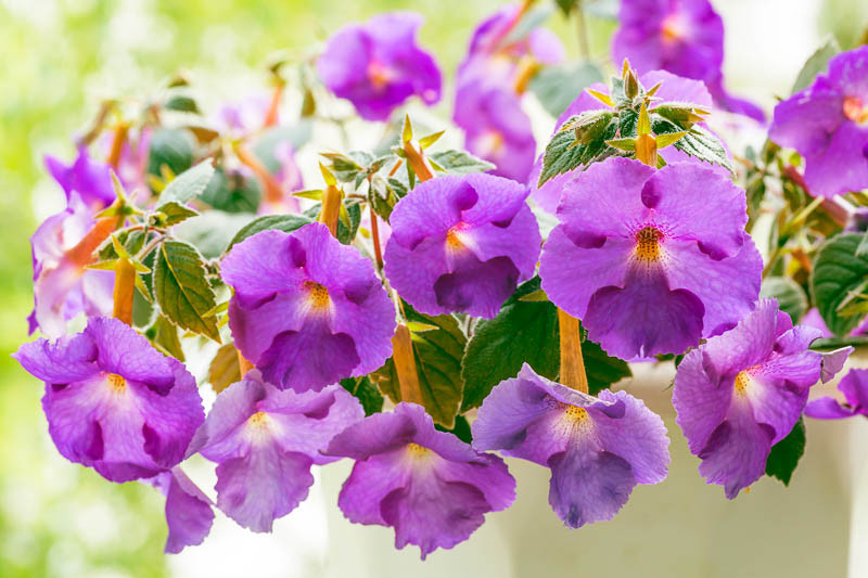 Achimenes (Hot Water Plant)