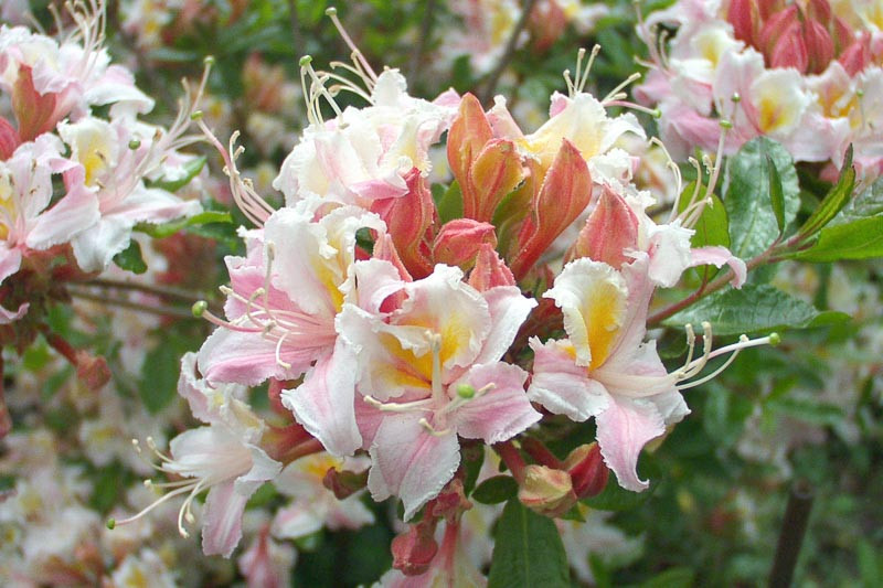 Rhododendron occidentale (Western Azalea)