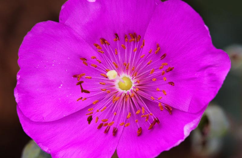 Calandrinia grandiflora (Rock Purslane)