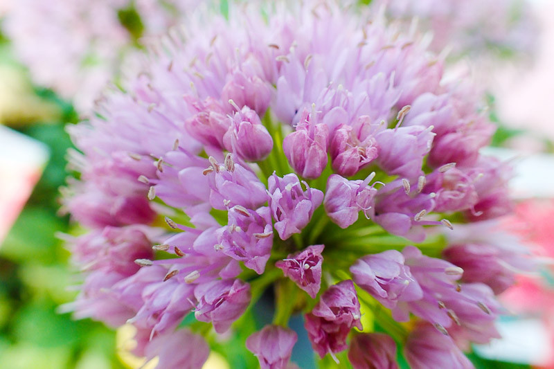 Allium senescens 'Pink Planet' (Ornamental Allium)