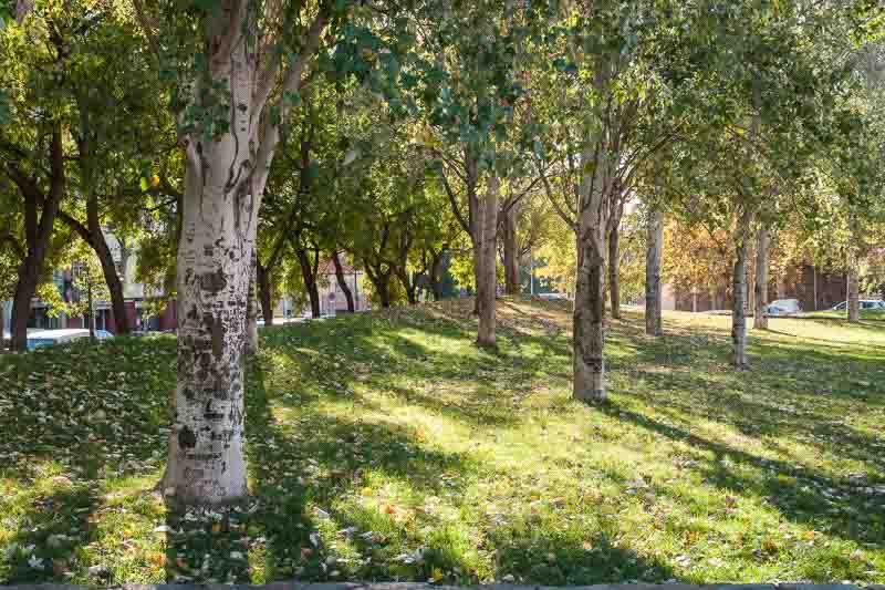 Populus alba (White Poplar)