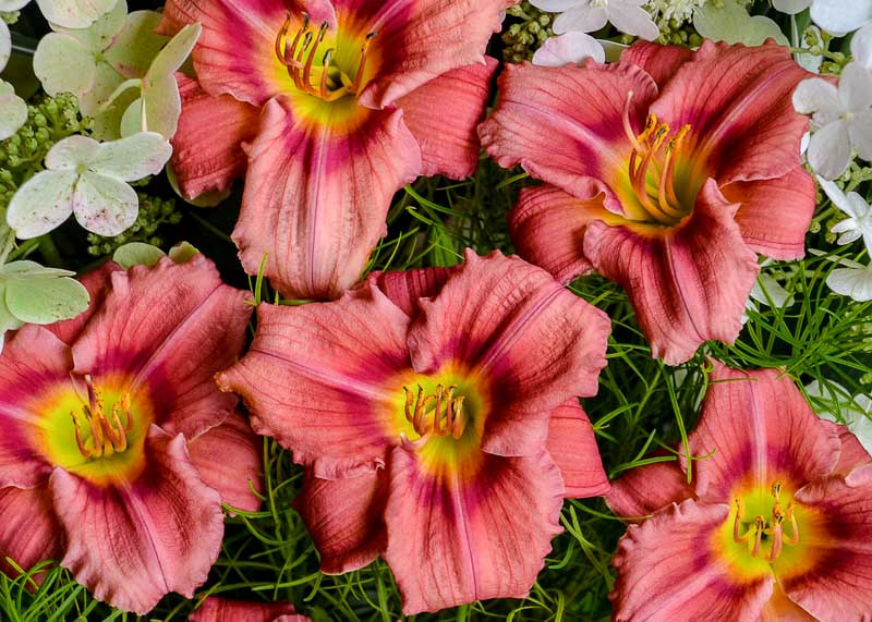 Hemerocallis 'Rosy Returns' (Reblooming Daylily)