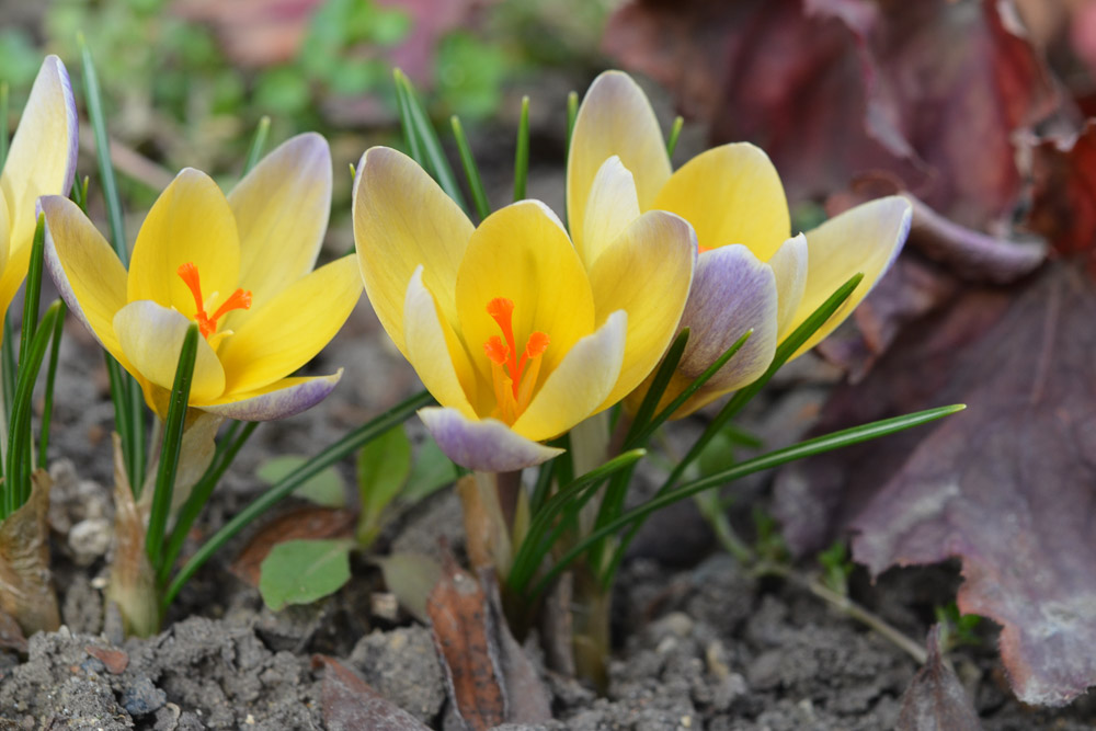Crocus chrysanthus 'Advance' (Snow Crocus)