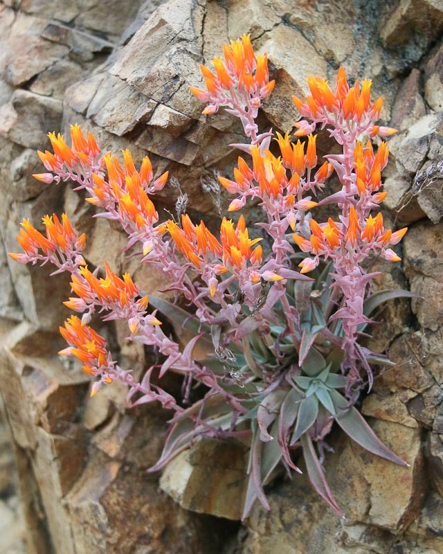 Dudleya cymosa (Canyon Dudleya)