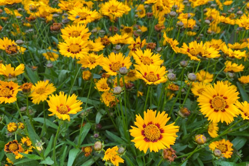 Coreopsis grandiflora Baby Sun (Tickseed)
