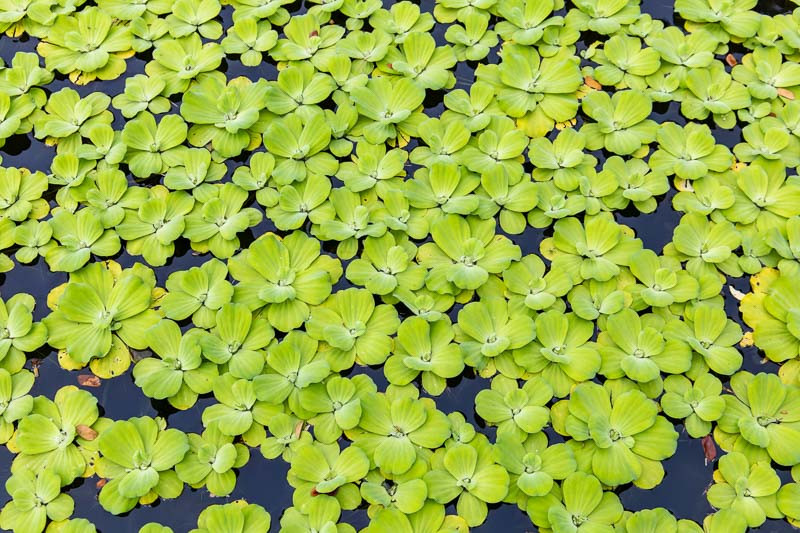 Pistia stratiotes (Water Lettuce)