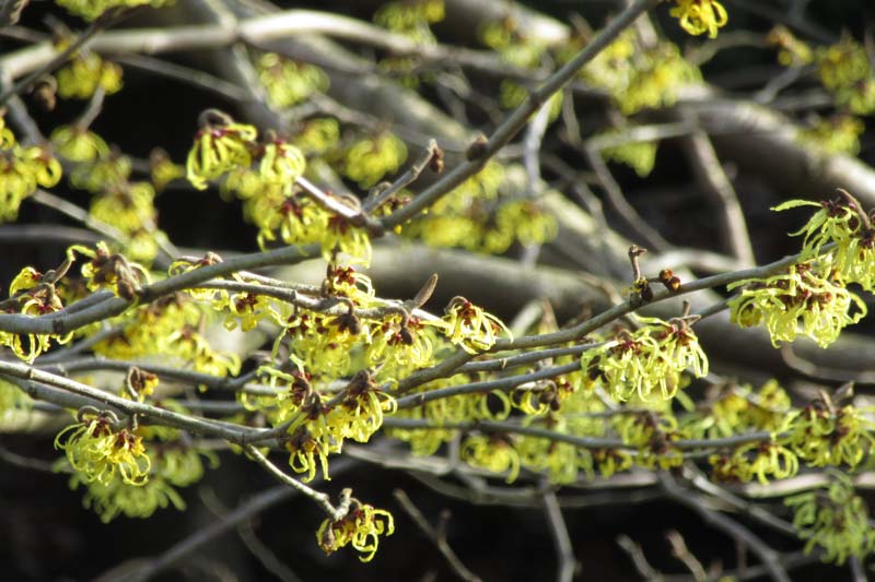 Hamamelis x intermedia 'Savill Starlight' (Witch Hazel)
