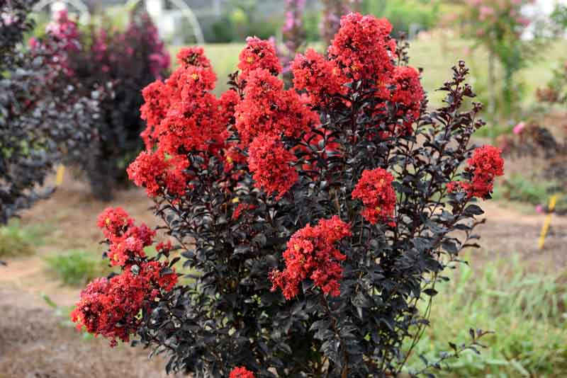 Lagerstroemia Sunset Magic™ (Crape Myrtle)