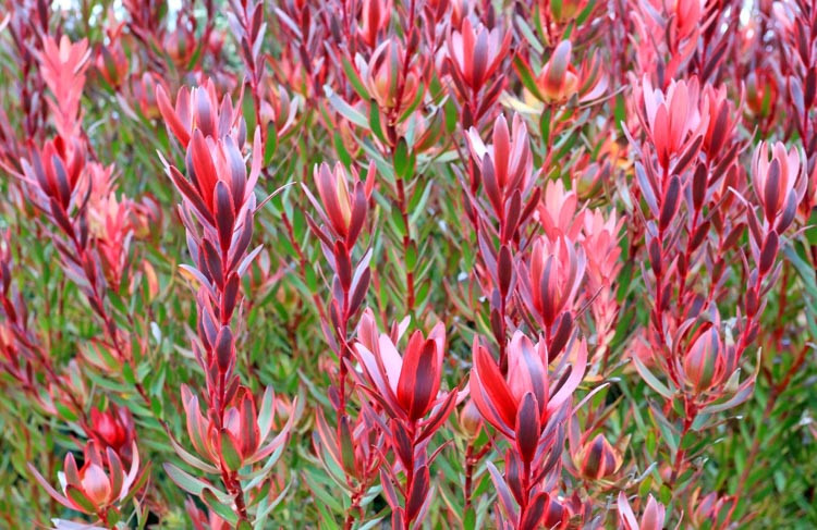 Leucadendron 'Safari Sunshine' (Conebush)