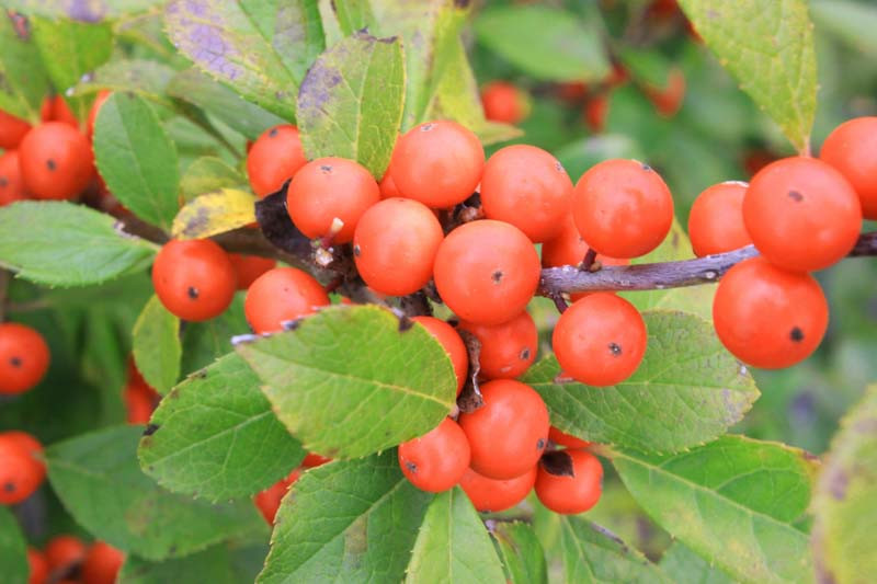 Ilex verticillata Little Goblin® Orange (Winterberry)