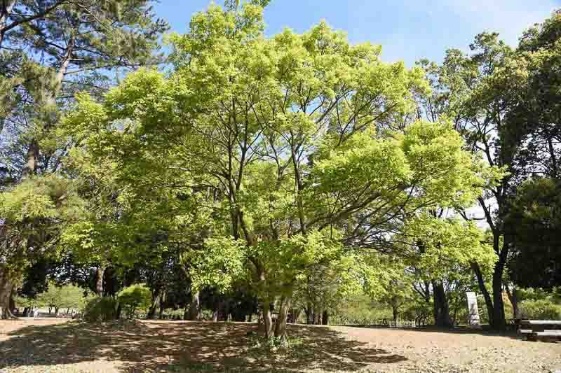 Celtis occidentalis (Common Hackberry)