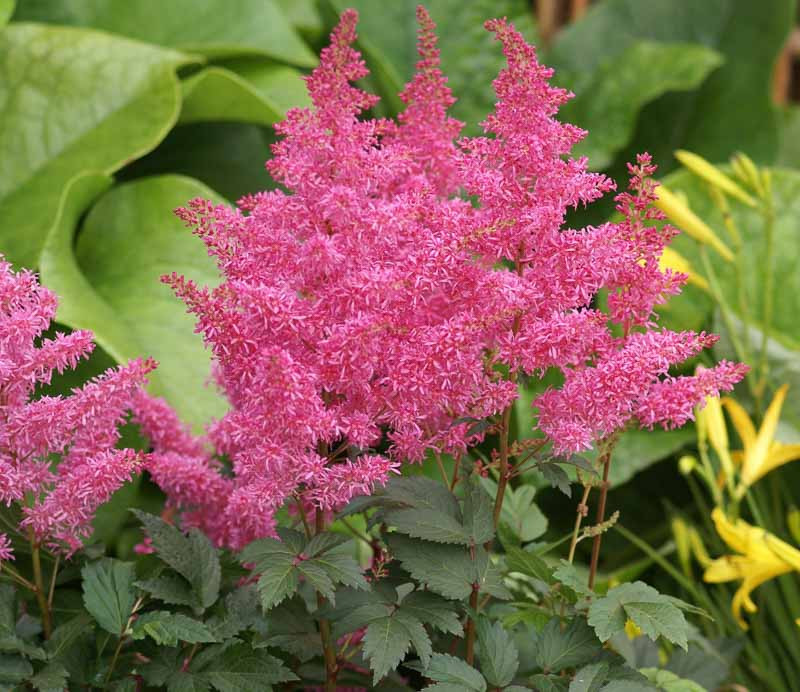 Astilbe 'Rhythm And Blues' (Arendsii Hybrid)