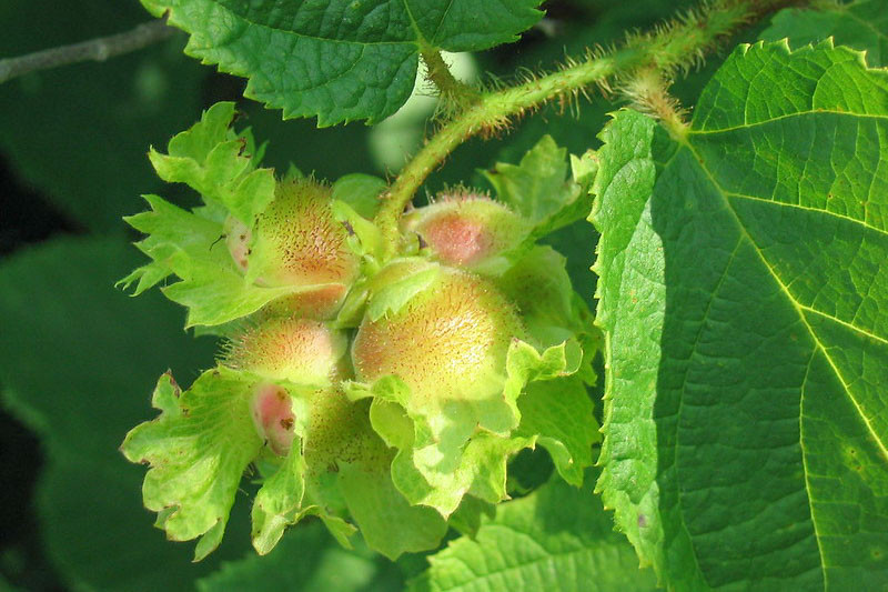 Corylus americana (American Hazelnut)