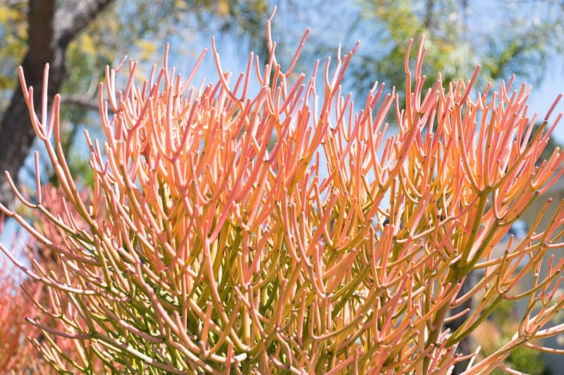 Euphorbia tirucalli 'Sticks on Fire' (Fire Sticks)