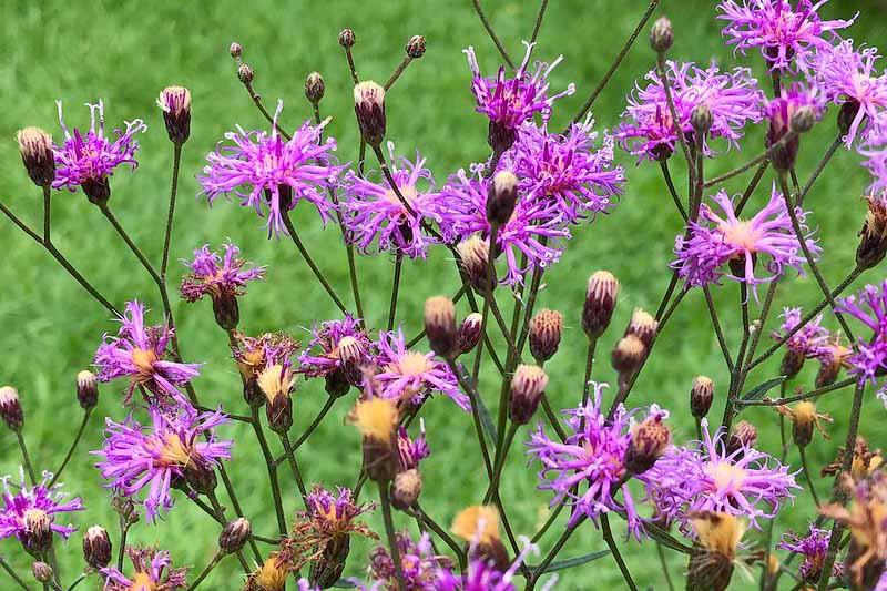 Vernonia fasciculata (Prairie Ironweed)