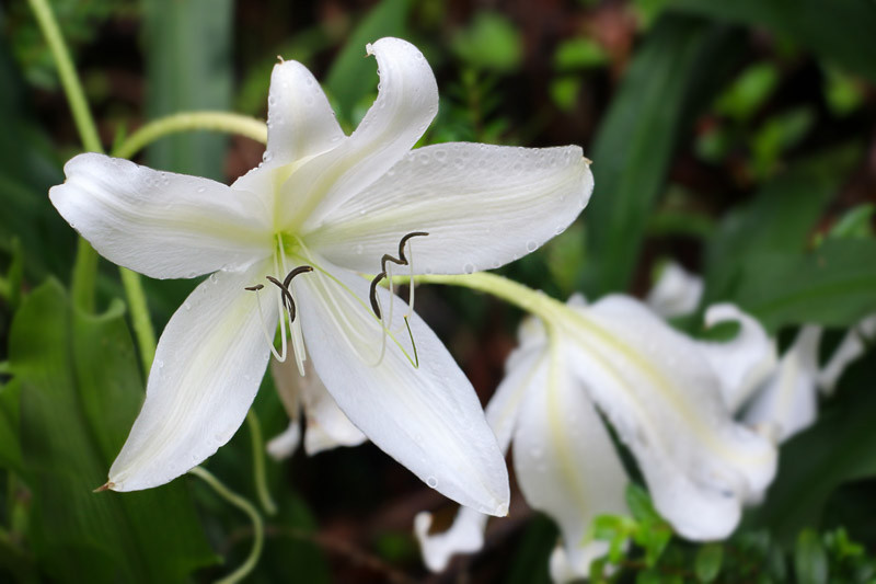 Crinum moorei (Natal Lily)