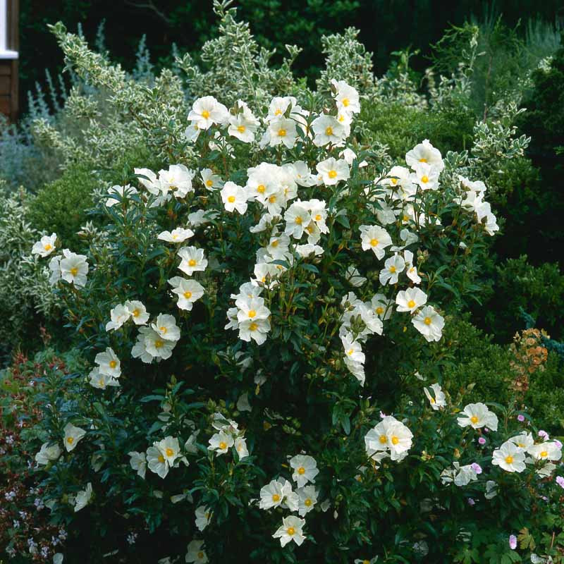 Cistus florentinus (Florentine Rockrose)