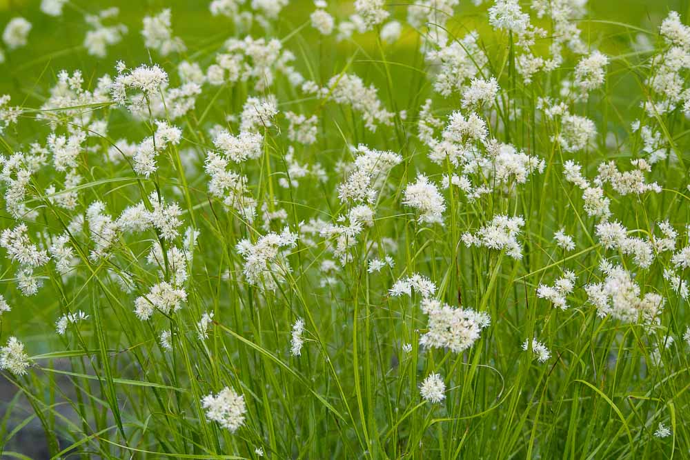 Luzula nivea (Snowy Wood Rush)
