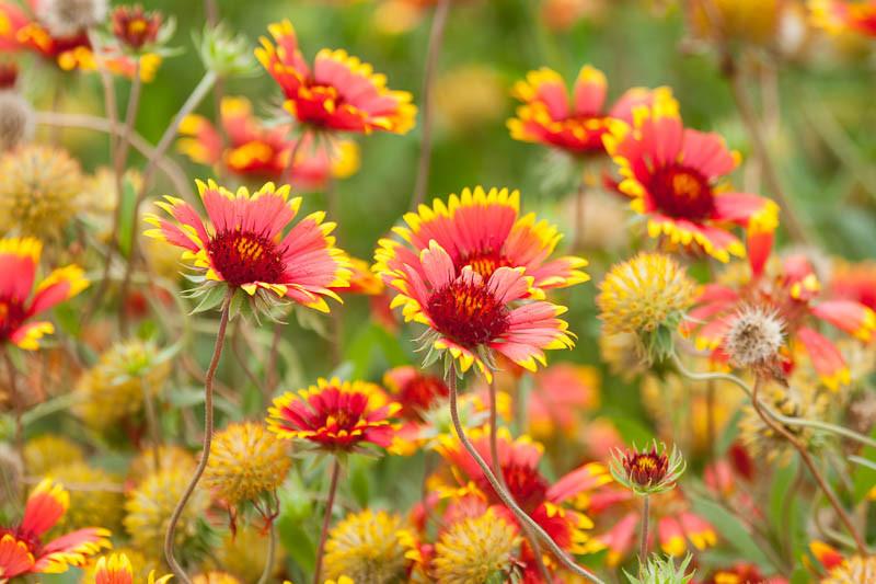 Gaillardia pulchella (Indian Blanket)