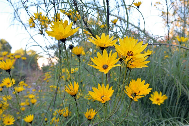 Helianthus salicifolius (Willow-Leaved Sunflower)
