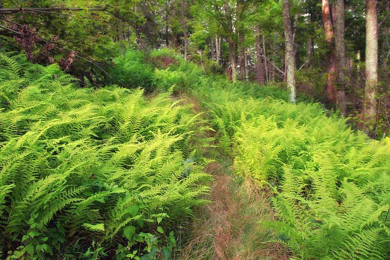 Dennstaedtia punctilobula (Eastern Hay-Scented Fern)