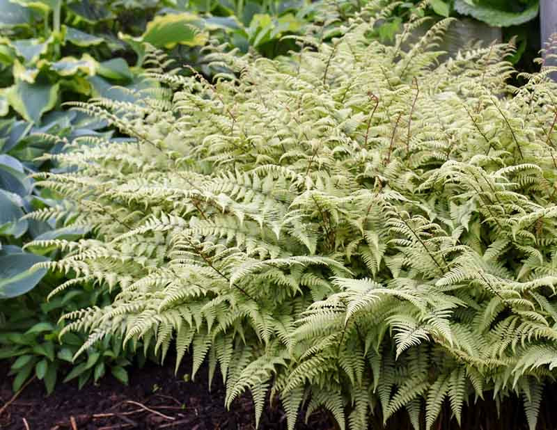 Athyrium 'Ghost' (Lady Fern)