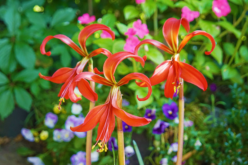 Sprekelia formosissima (Aztec Lily)