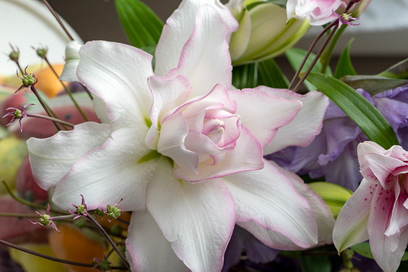 Lilium Roselily Anouska (Double Oriental Lily)
