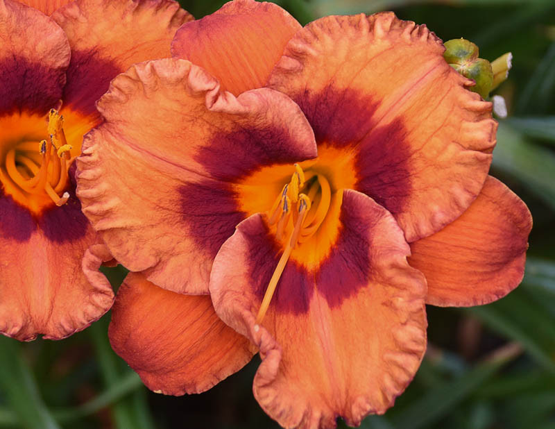 Hemerocallis 'Mighty Chestnut' (Daylily)