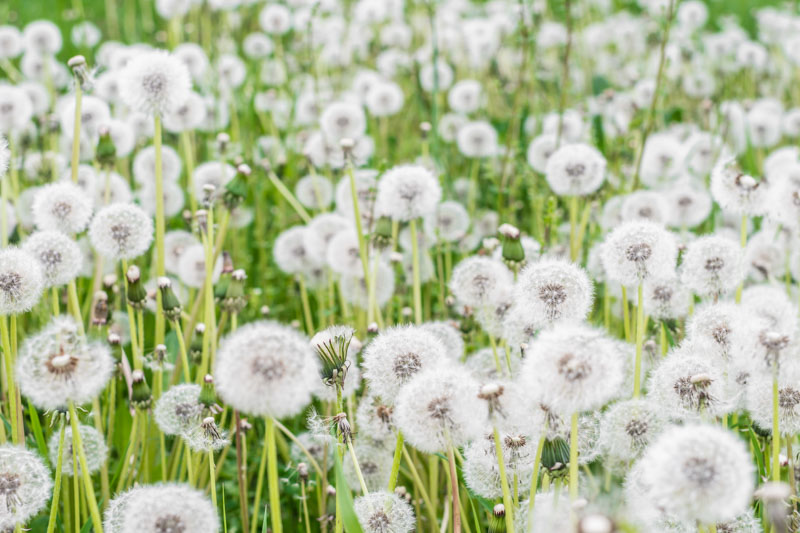 Dandelion (Taraxacum officinale): Good or Bad?