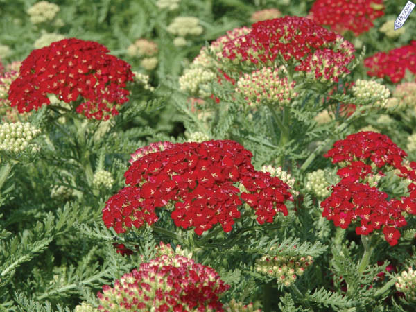 Achillea millefolium 'Pomegranate' (Yarrow)