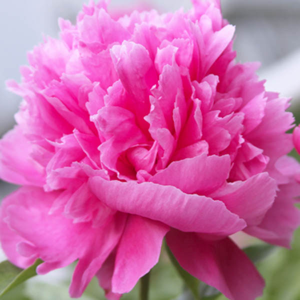 Paeonia lactiflora 'Edulis Superba' (Peony)