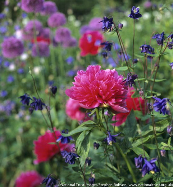 Paeonia officinalis 'Rosea Plena' (Peony)